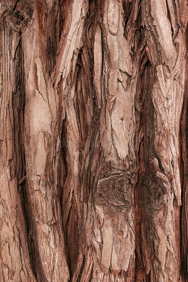 The Textured Bark of a Young Coastal Redwood. Sequoia Bark Natural ... The Textured Bark of a Young Coastal Redwood. Sequoia Bark Natural ...