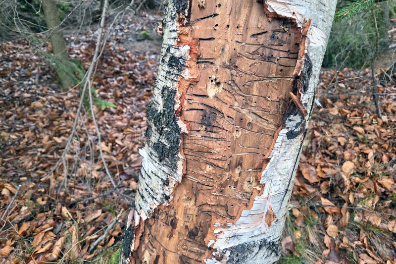 Textured Birch Tree Trunk with Natural Patterns in Autumn Forest Stock ...