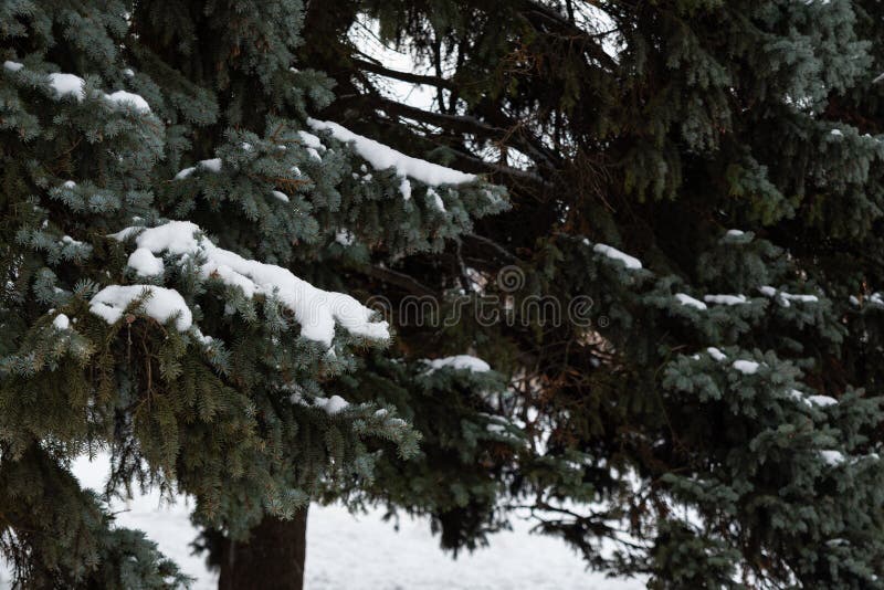 Textured Branches of Spruce Trees, with the Texture of Pine Needles and ...