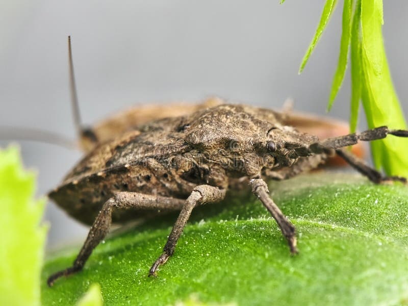 Textured Brown Squash Bug Resting on a Vibrant Green Leaf, a Common ...
