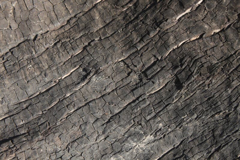 Textured Burnt Tree Root stock image. Image of shot, texture - 74702969