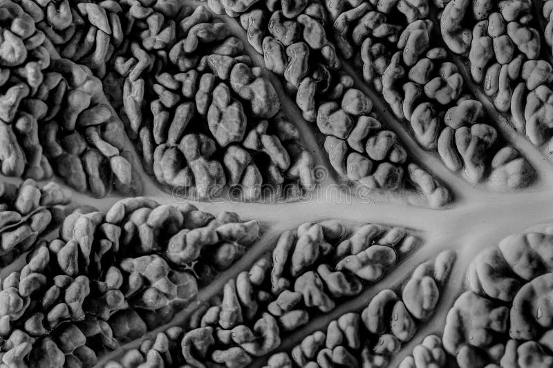 Textured Cabbage Leaf in Monochrome Stock Illustration - Illustration ...
