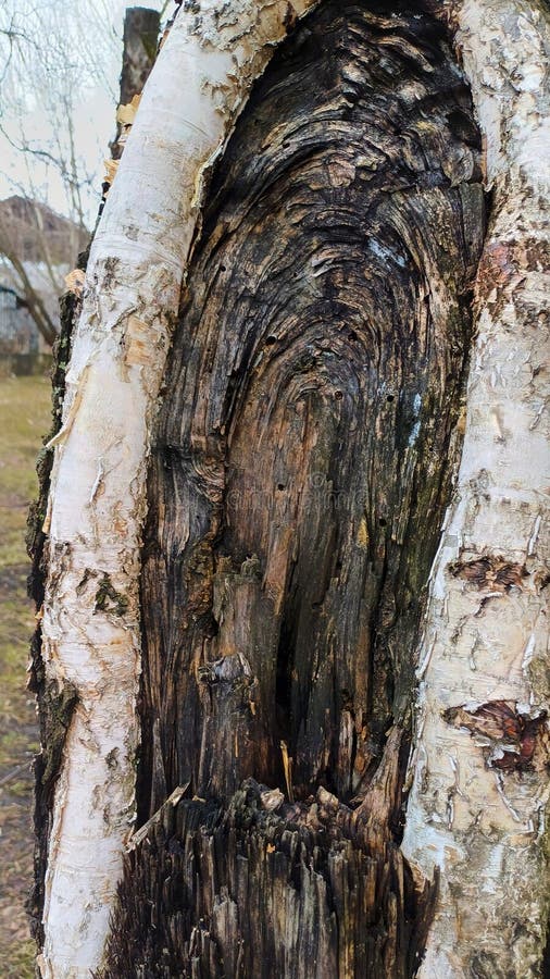 Textured Close-up of Weathered Birch Tree Bark Showcasing Intricate ...