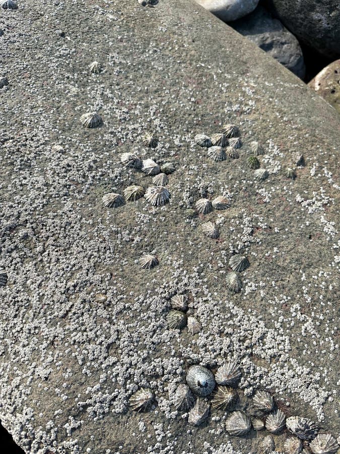 Textured Coastal Rocks with Barnacles and Algae at Low Tide Stock Photo ...