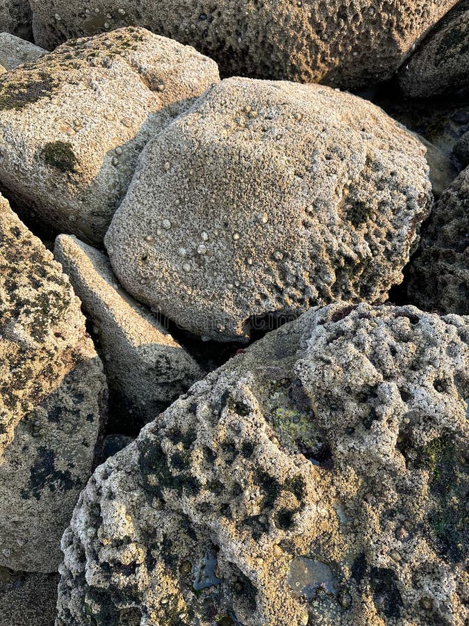 Textured Coastal Rocks with Barnacles and Algae at Low Tide Stock Image ...