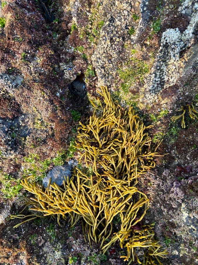 Textured Coastal Rocks with Barnacles and Algae at Low Tide Stock Photo ...