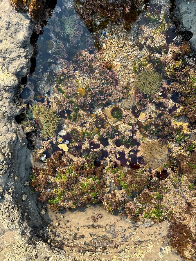 Textured Coastal Rocks with Barnacles and Algae at Low Tide Stock Photo ...
