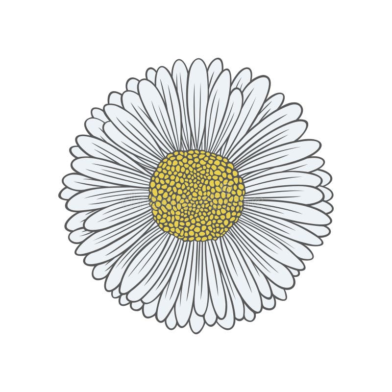 Textured Color Daisy Flower. Nature Vector Illustration Stock ...
