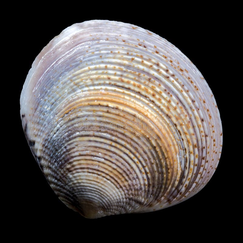 Textured Common Cockle Shell Macro Stock Image - Image of design ...
