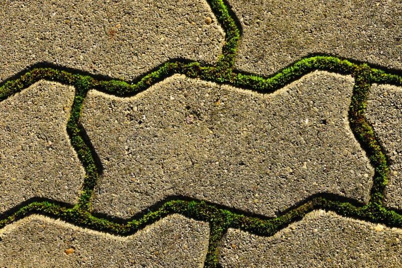 Textured Concrete Interlocking Paver Stone with Green Moss in the Joint ...