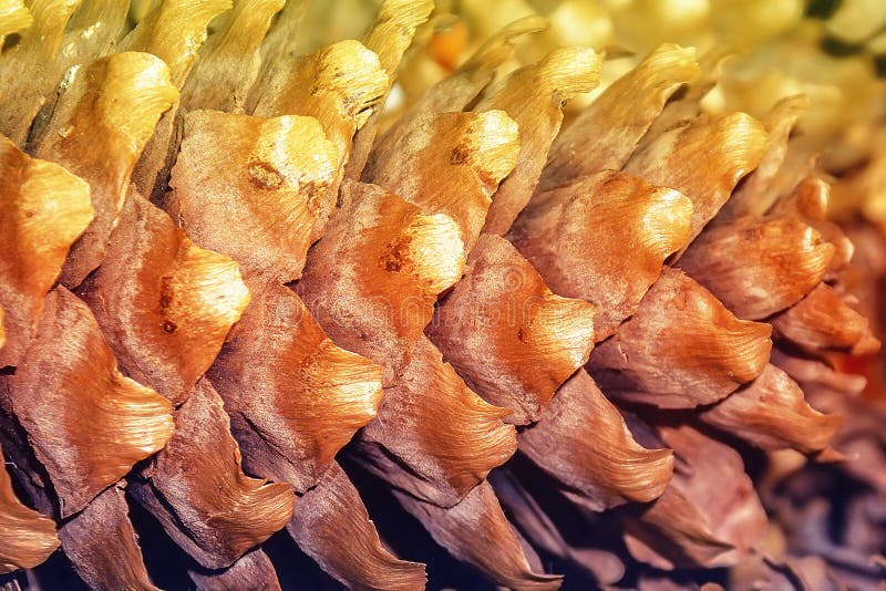 Textured Cones from the Forest. Cone Close Up Stock Image - Image of ...