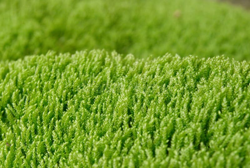 Textured green grass. stock photo. Image of abstract, environment - 7336198