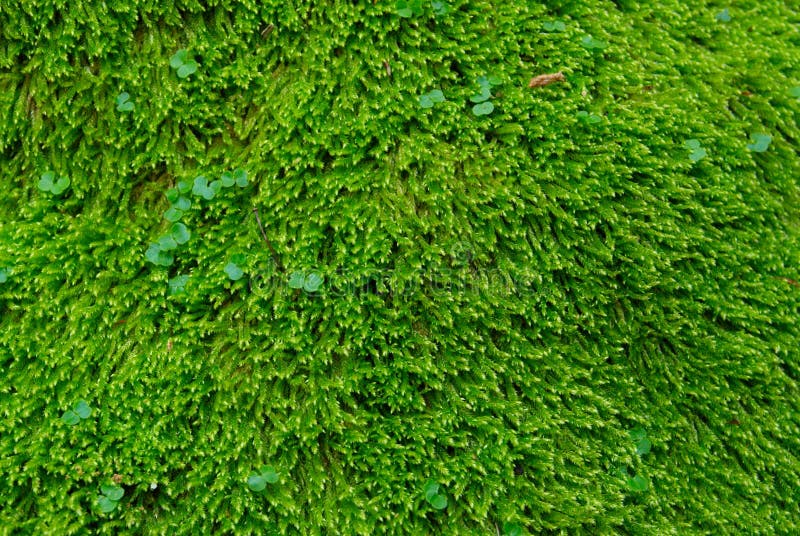 Textured green grass. stock photo. Image of healthy, flora - 7678892