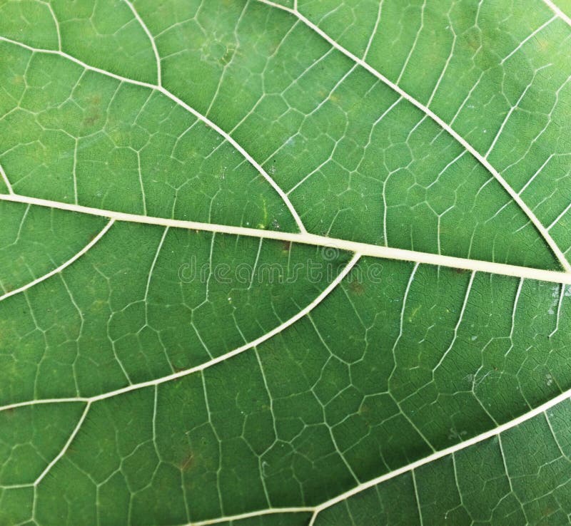 Textured Green Leaf Close Up. Bright Leaf Nature Stock Image - Image of ...