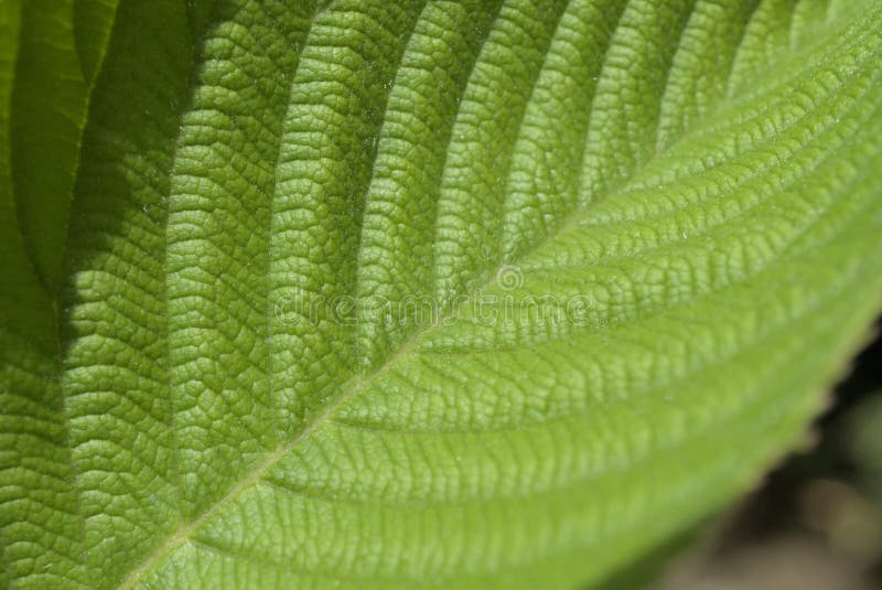 Textured Green Leaf Surface Stock Photo - Image of closeup, macro ...