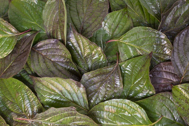 Textured Green Leaves Background Top View. Stock Image - Image of green ...