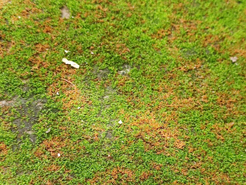 Textured Ground Surface Featuring Moss Growth Stock Photo - Image of ...