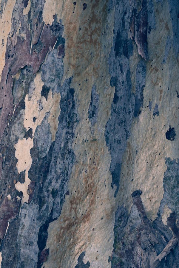 Textured Gum Tree Bark Euqualipt for Background or Screen Saver Stock ...