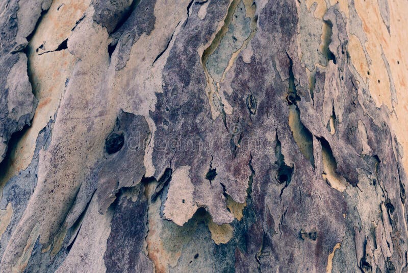 Textured Gum Tree Bark Euqualipt for Background or Screen Saver Stock ...