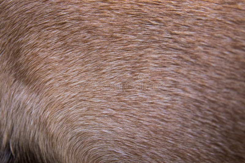 Texture hair of a dog stock image. Image of textured - 106388631