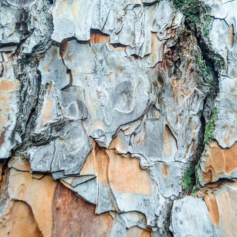 Tree bark texture stock image. Image of texture, bark - 249695887