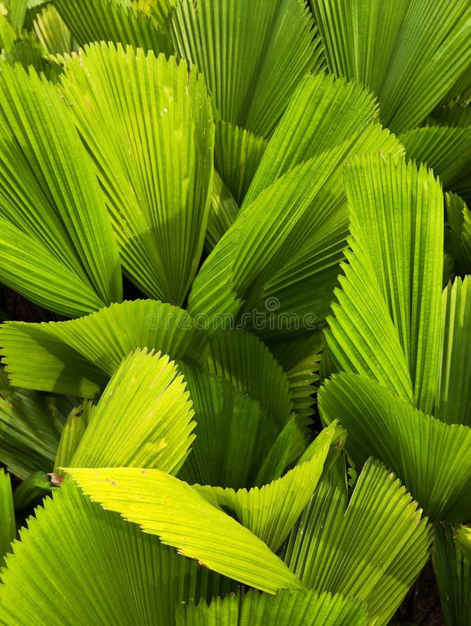 Textured Leaves for Background Stock Photo - Image of fresh, leaves ...