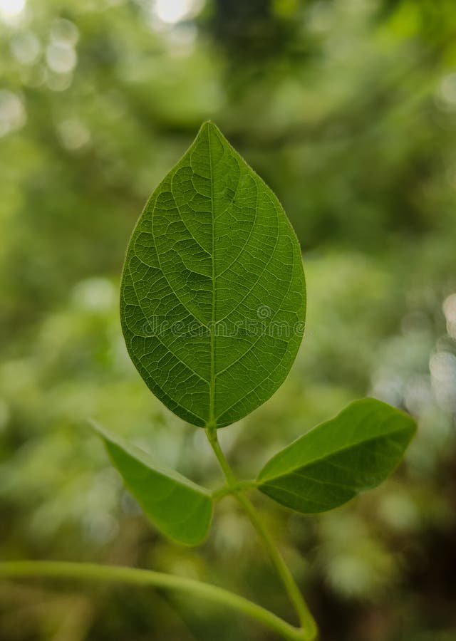 Textured Leaves with Natural Background Stock Image - Image of natural ...