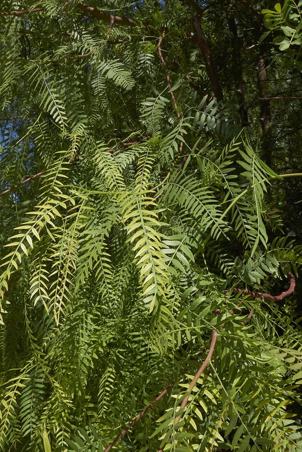 Schinus Molle, Pink Pepper Fruits On Tree Branches Stock Image - Image ...