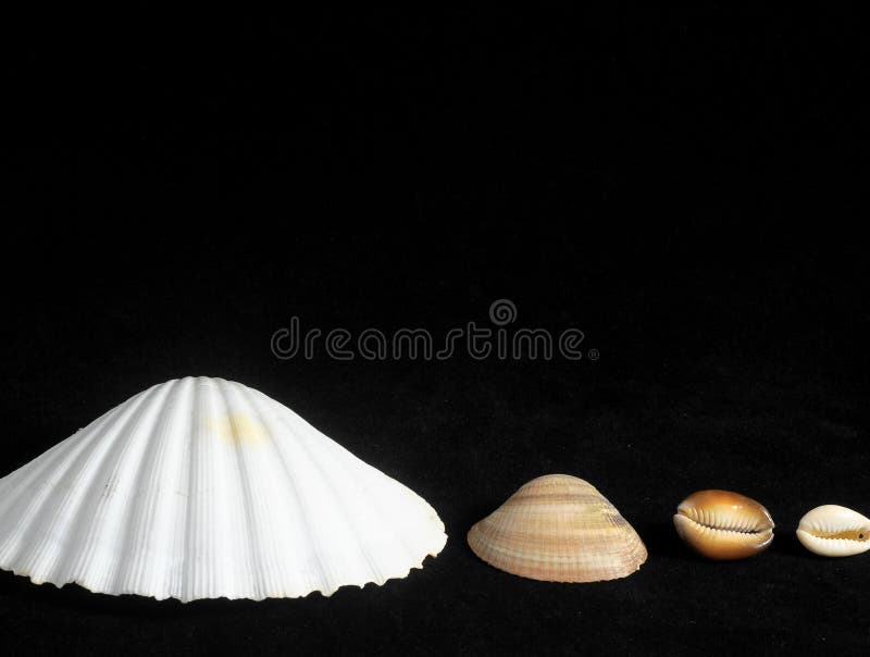 Sea Shell stock image. Image of isolated, case, hard - 245071369