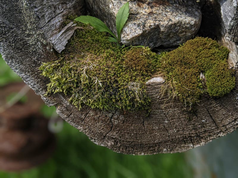 A Textured Log Rotting with Moss on it Stock Image - Image of textured ...