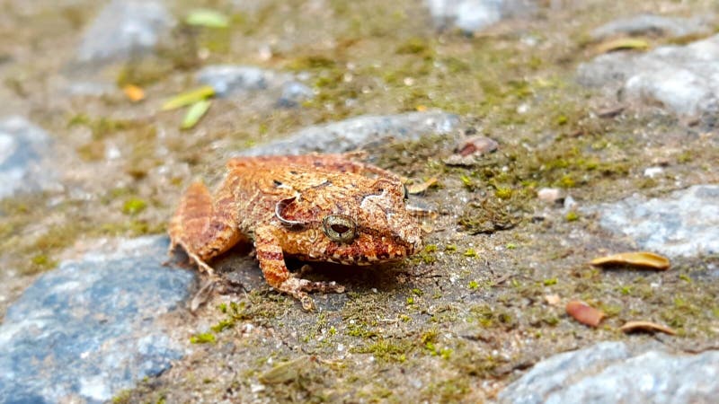 Textured Macro Image of Tiny Frog Stock Photo - Image of outdoor, macro ...