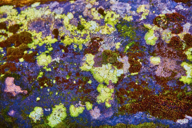 Textured Moss and Lichen on Stone with Green, Brown, Yellow, and Rust ...