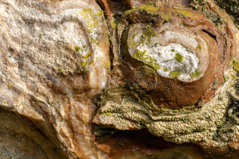 Textured Natural Beige Stone with Green Spots Stock Image - Image of ...