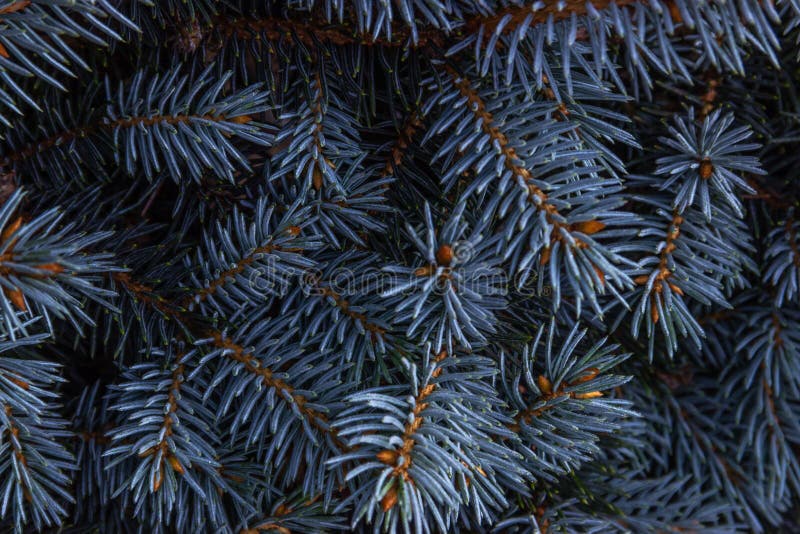 Textured Nature Background with Blue Spruce Branch. Coniferous Tree ...