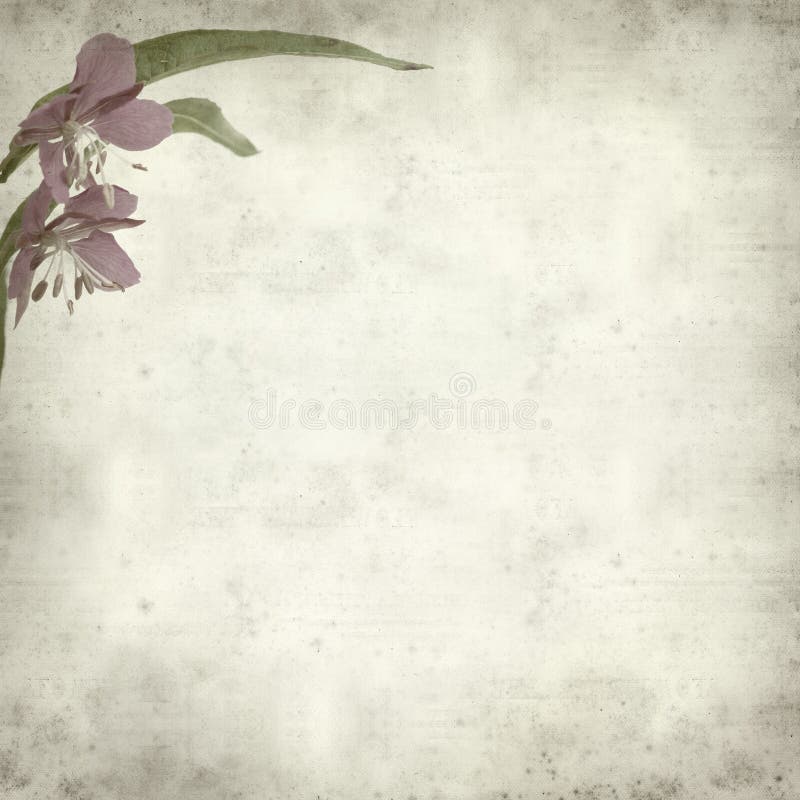 Fireweed stock photo. Image of isolated, white, perennial - 42183496