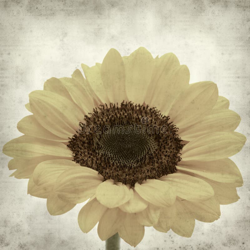 185 Sepia Sunflower Stock Photos - Free & Royalty-Free Stock Photos ...