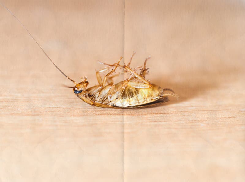 300 Paper Cockroach Stock Photos - Free & Royalty-Free Stock Photos ...
