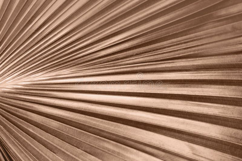 Textured Palm Leaf Close-up, Concept Color of the Year 2025. Stock ...