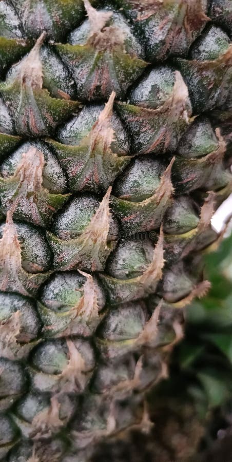 Textured and Patterned Pineapple Skin with Spikes Stock Image - Image ...