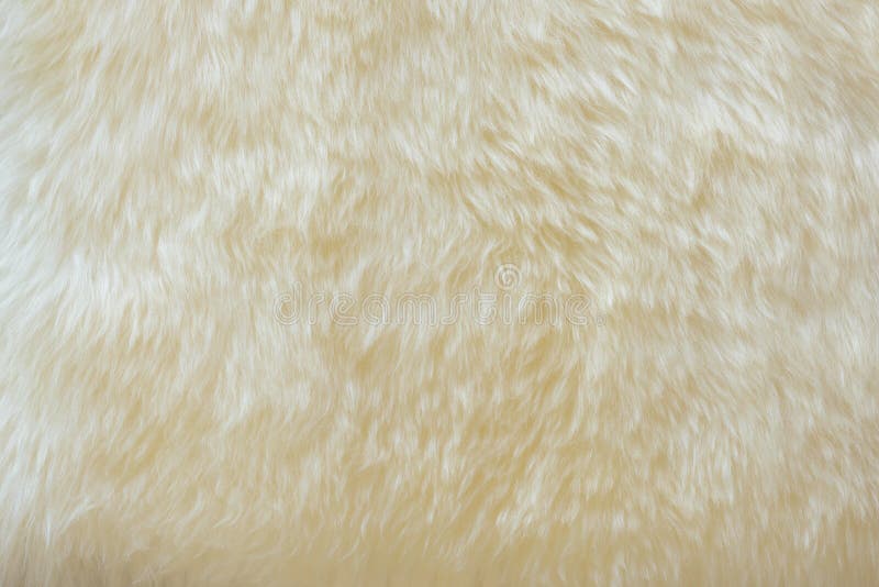 Background and Textured of Real White Cream Wool Sheep Stock Image ...