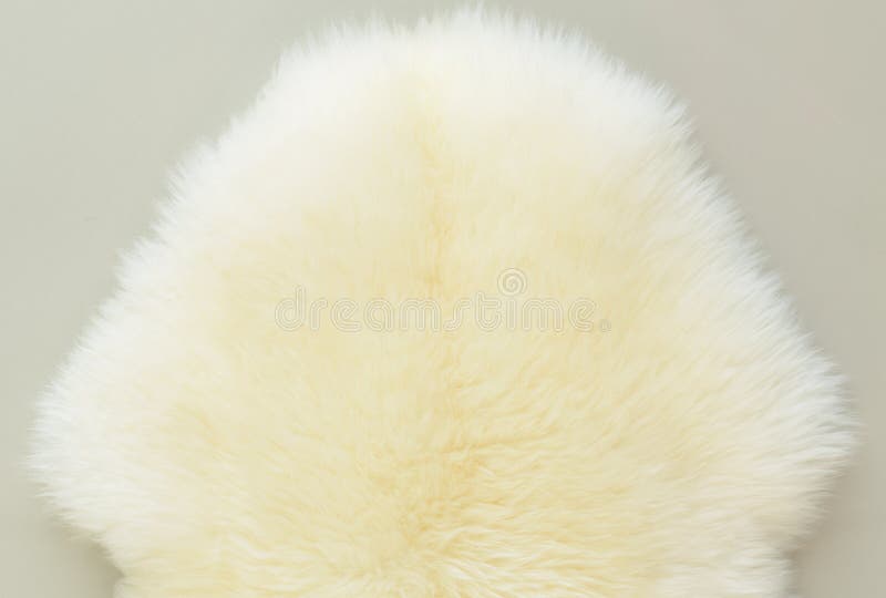 Background and Textured of Real White Cream Wool Sheep Stock Photo ...