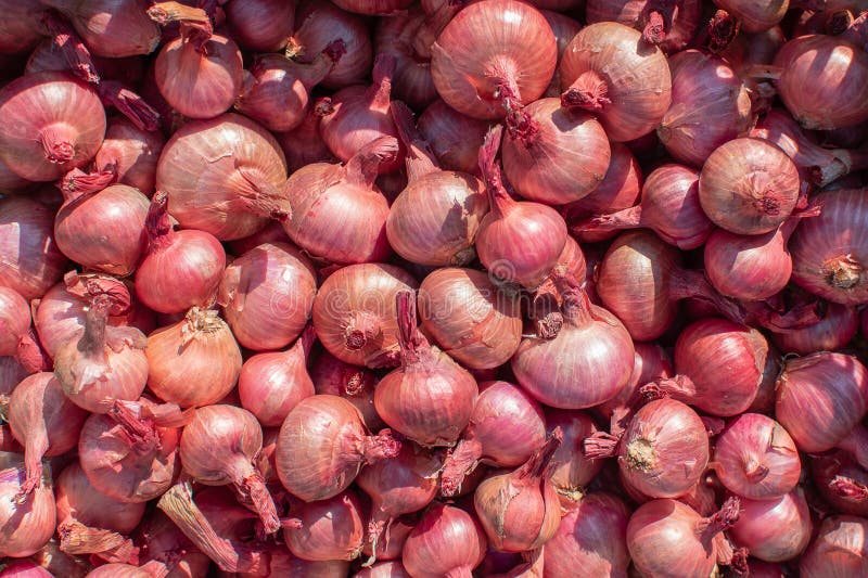 Textured Red Onion Background. Harvesting Stock Image - Image of bulb ...