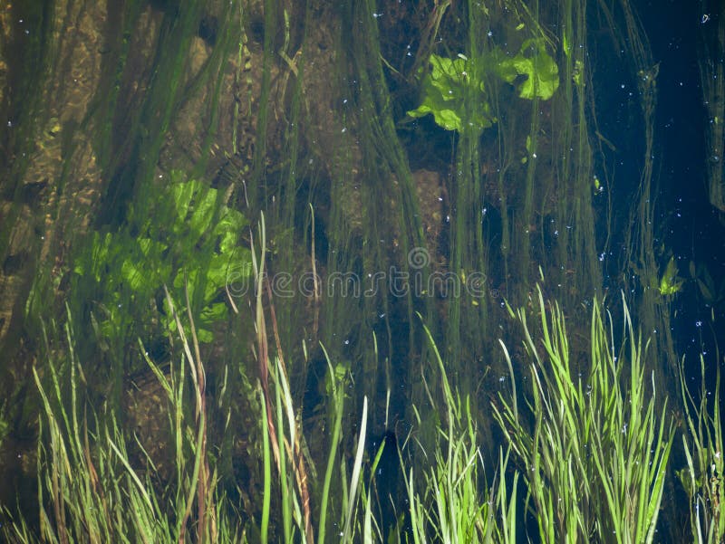 Textured River Algae. Photo Outdoor. Color Nature Stock Photo - Image ...