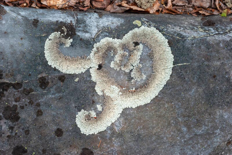 Textured Rock Fragment with a Lichen Pattern Close-up. Stock Image ...