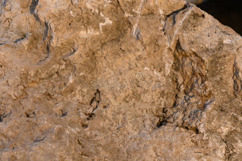 Textured Rock Surface Reveals Intricate Patterns Shaped by Nature Over ...