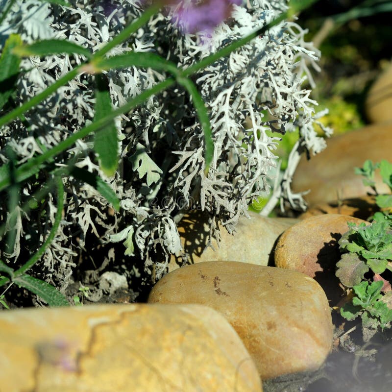 Textured Rocks Line a Vibrant Garden Path Adorned with Lush Greenery ...