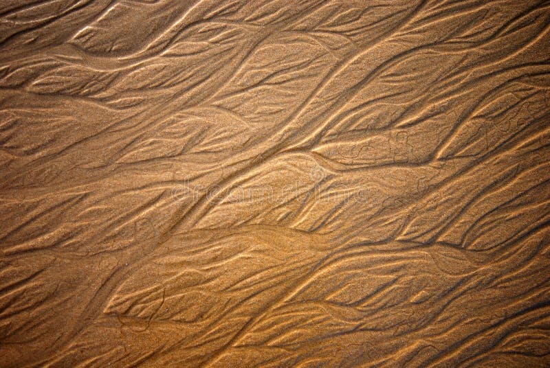 Sea Fossils editorial stock photo. Image of fossil, ocean - 505648