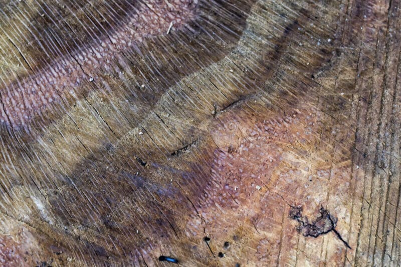 Textured sawn log end stock image. Image of firewood - 99163585