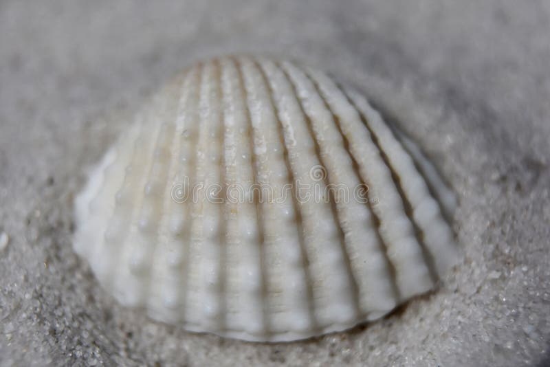 Textured Sea Shell Face Down in the Sand on the Beach Stock Image ...