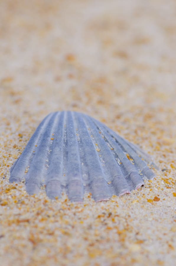 Textured Shell at Ocean Beach Wallpaper Stock Photo - Image of texture ...